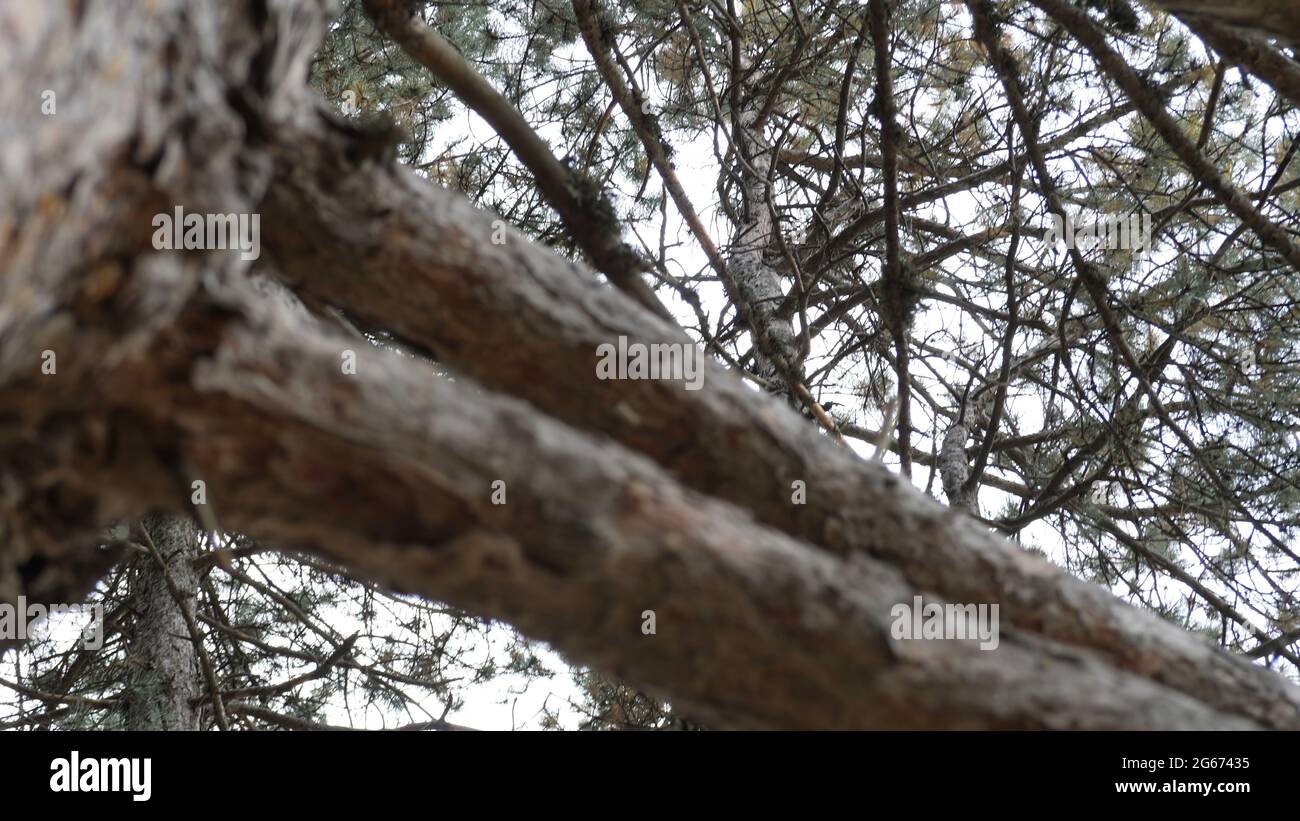 Old tall spruce trees branches hi-res stock photography and images - Alamy