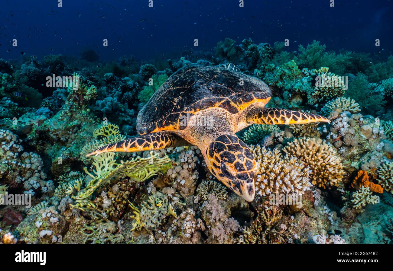 Hawksbill sea turtle in the Red Sea, Dahab, blue lagoon Sinai Stock ...