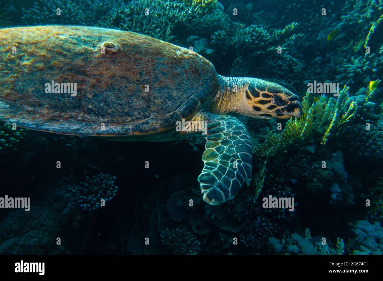 Hawksbill sea turtle in the Red Sea, Dahab, blue lagoon Sinai Stock ...