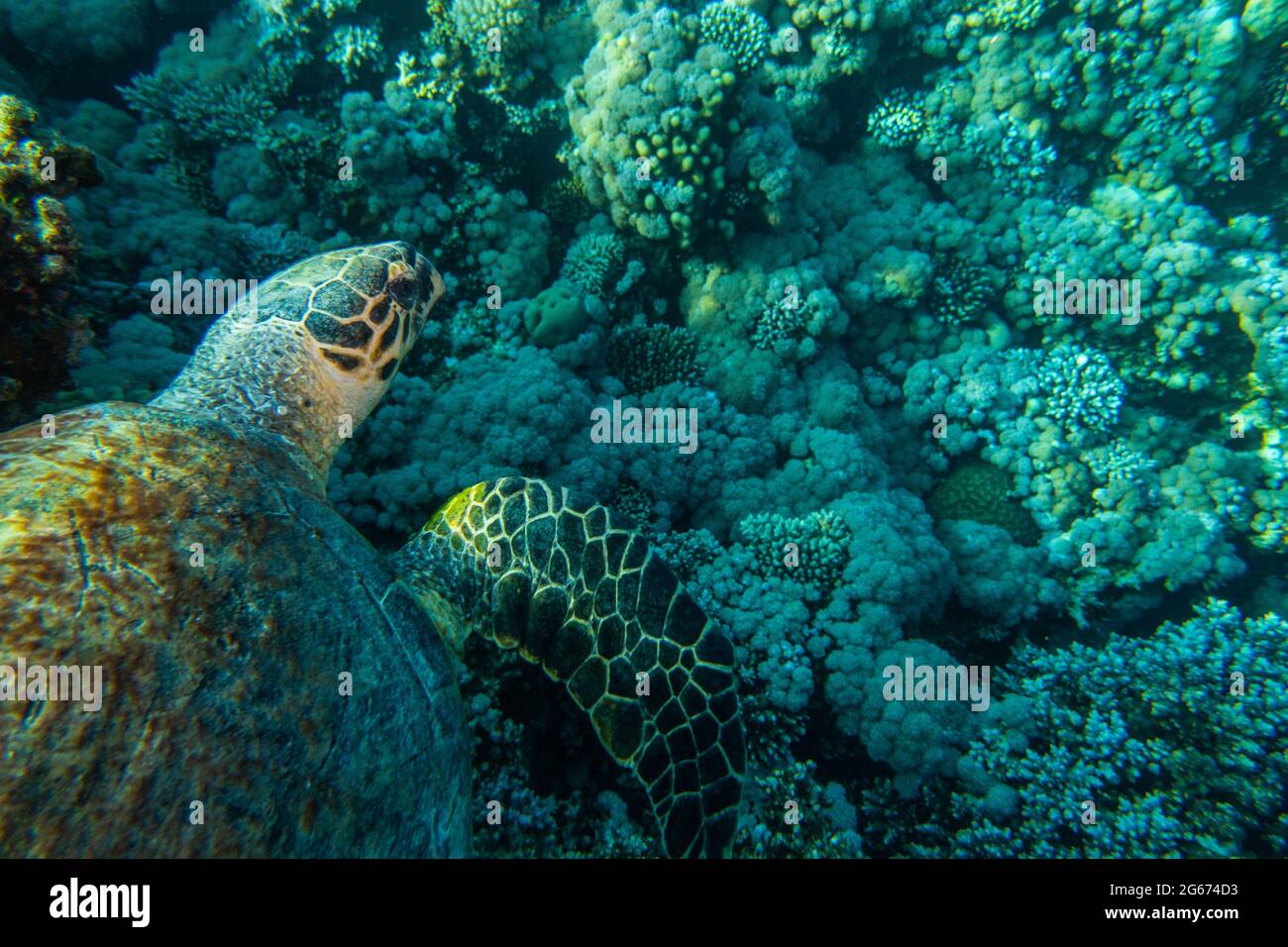 Hawksbill sea turtle in the Red Sea, Dahab, blue lagoon Sinai Stock ...