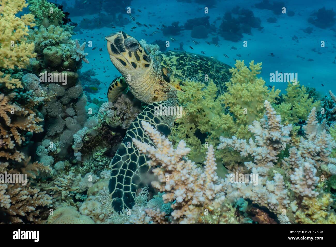 Hawksbill sea turtle in the Red Sea, Dahab, blue lagoon Sinai Stock ...