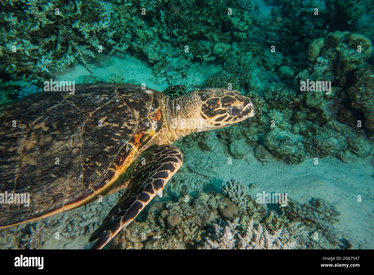 Hawksbill sea turtle in the Red Sea, Dahab, blue lagoon Sinai Stock ...