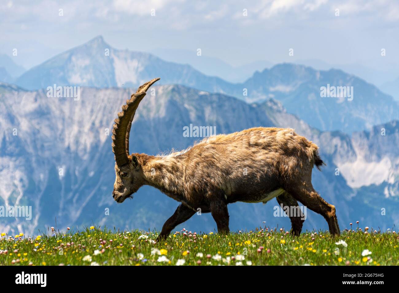 Alpine ibex running hi-res stock photography and images - Alamy