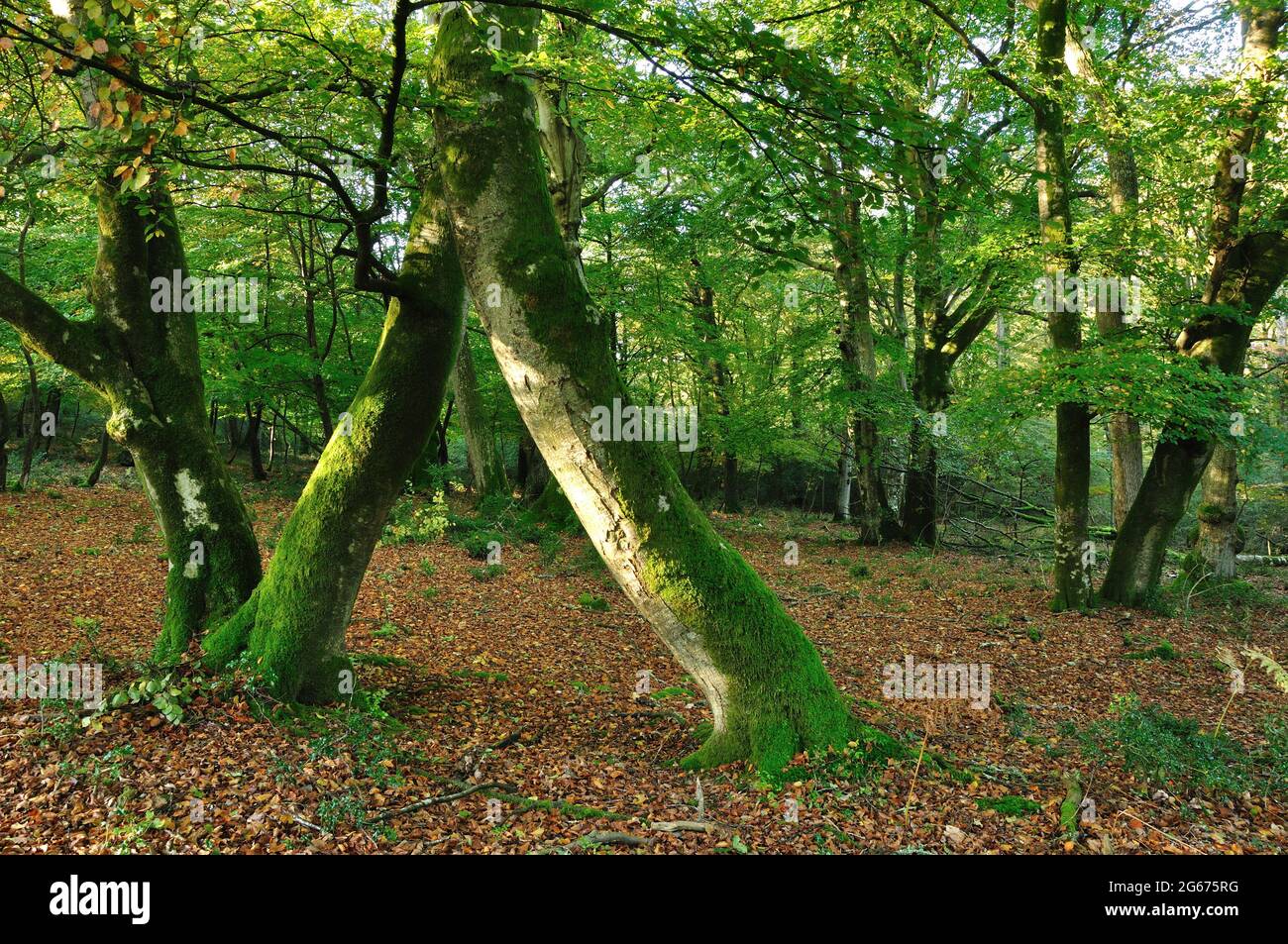 Shave Wood,, New Forest National Park, Hampshire, UK Stock Photo - Alamy