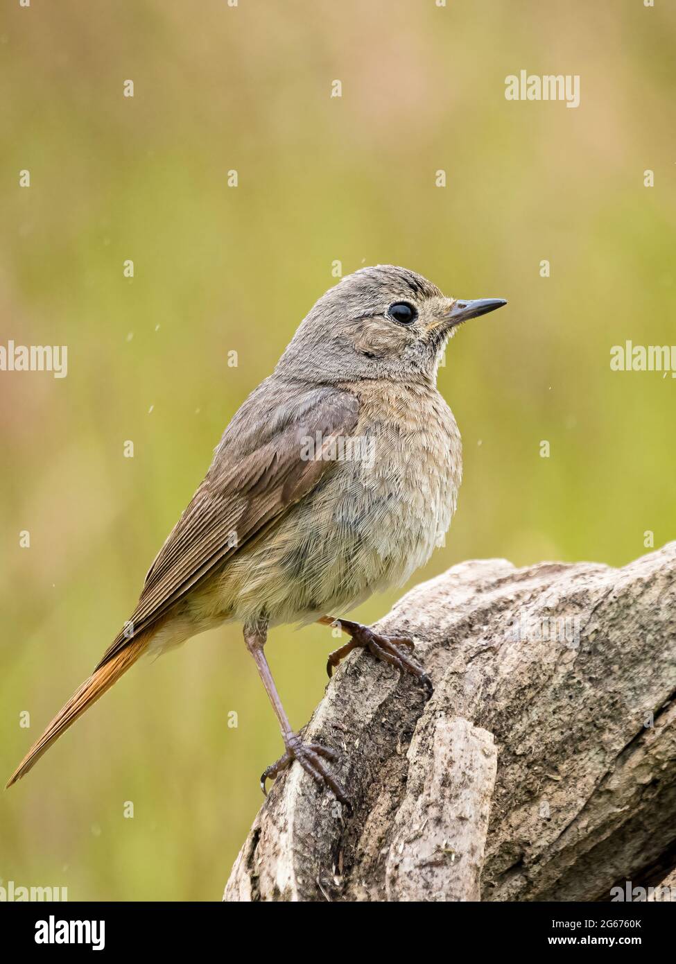 A female common redstart in early summer in mid Wales Stock Photo - Alamy