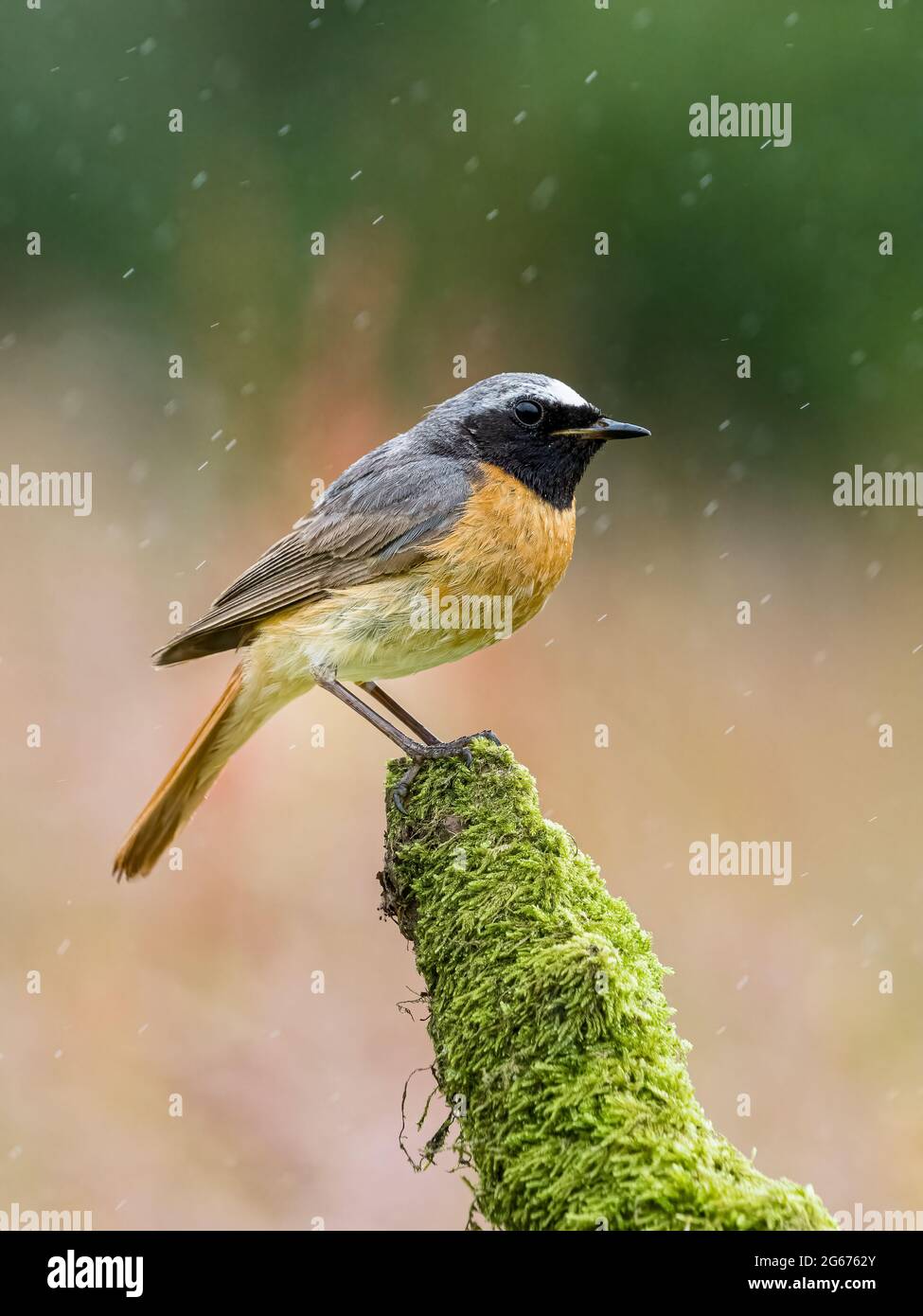 A male common redstart in early summer in mid Wales Stock Photo - Alamy