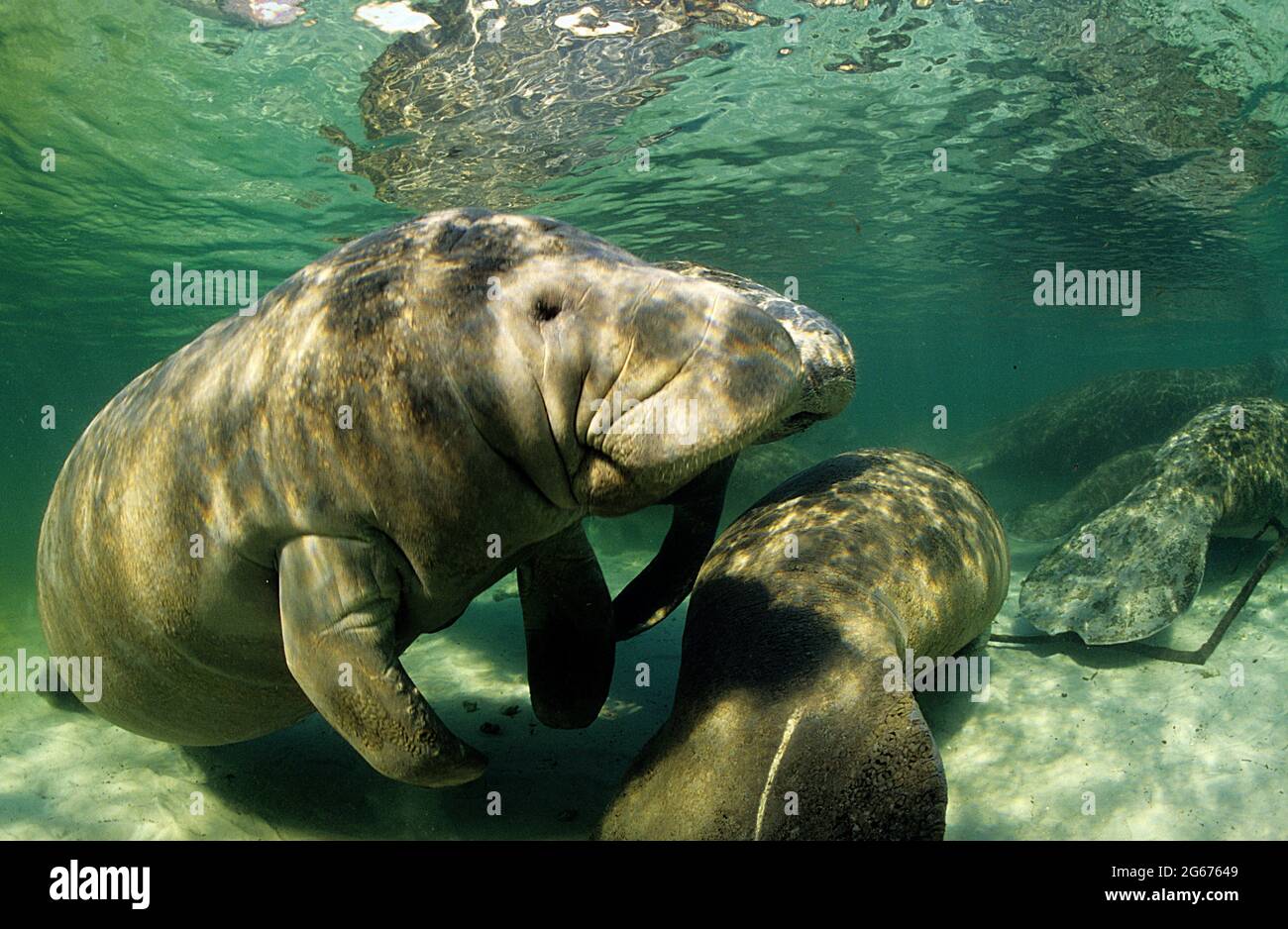 West Indian manatee, Crystal River, Florida Stock Photo - Alamy