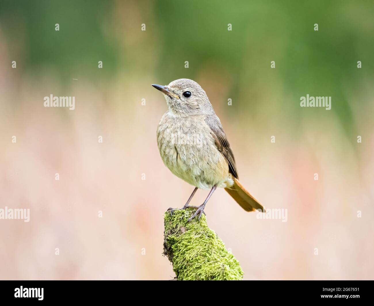 A female common redstart in early summer in mid Wales Stock Photo - Alamy