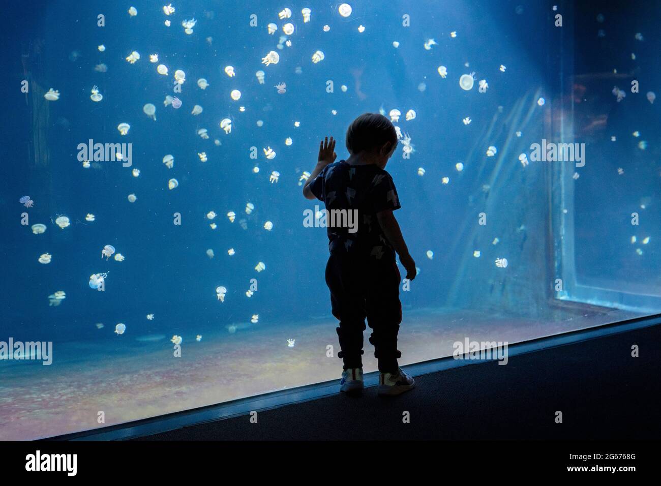 A young child in front of a tank full of jellyfish at an aquarium Stock ...