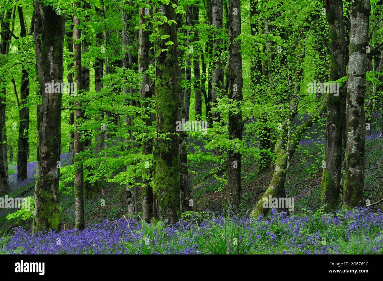 Hooke Park beech plantation, Dorset, UK Stock Photo - Alamy