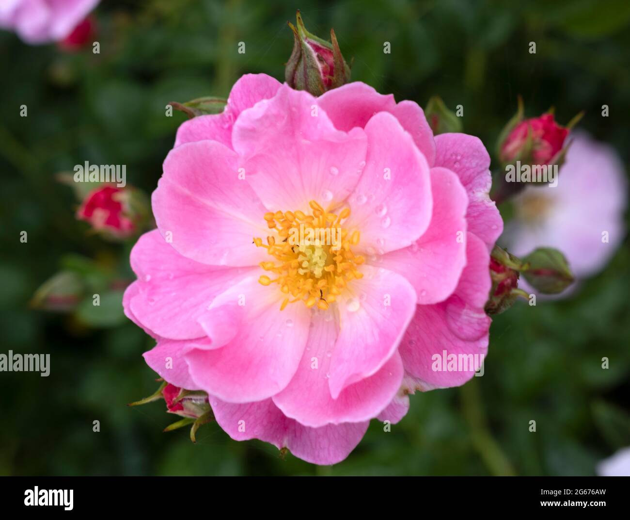 Botany rosaceae french hi-res stock photography and images - Alamy