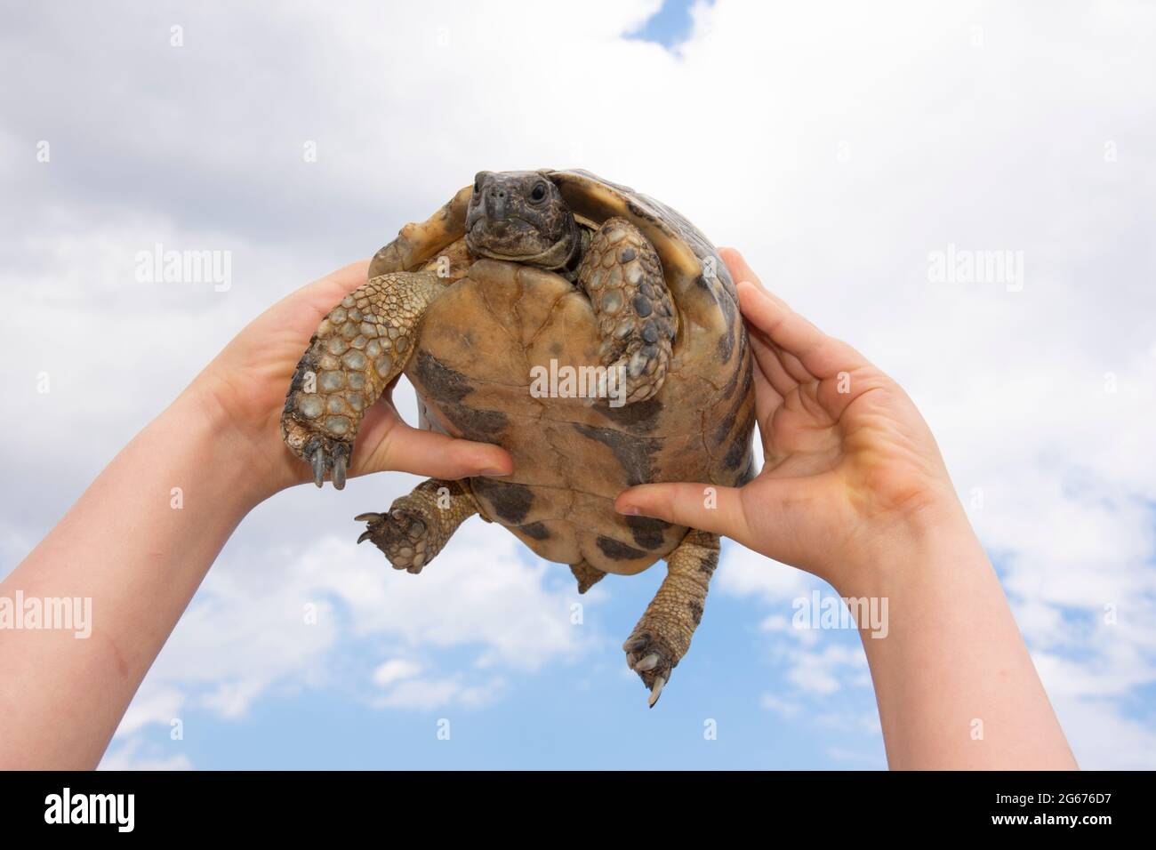 Small greek tortoise hi-res stock photography and images - Alamy