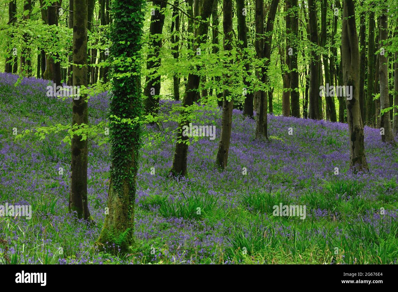 Hooke park hi-res stock photography and images - Alamy