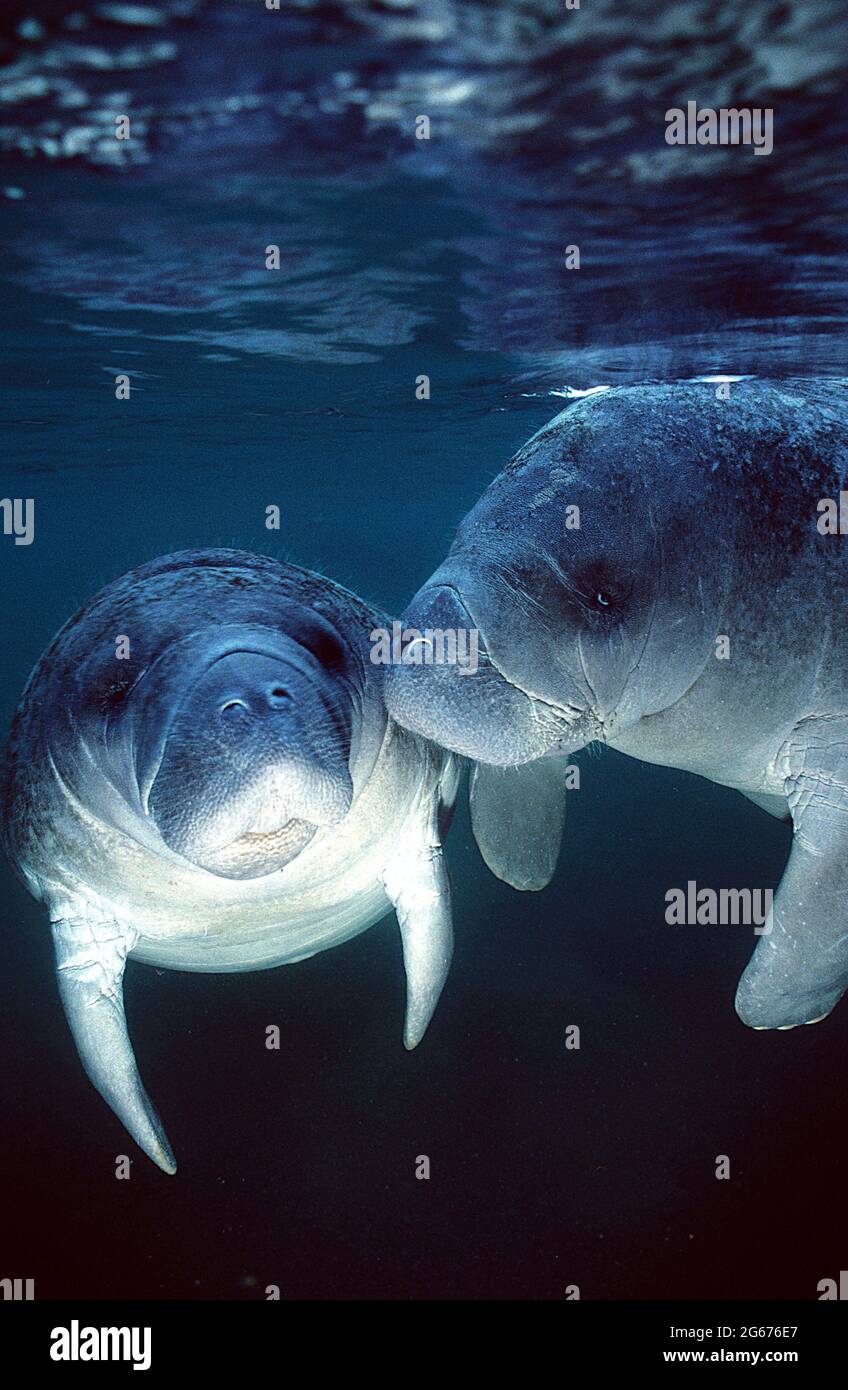Two affectionate West Indian manatees, Crystal River, Florida Stock ...