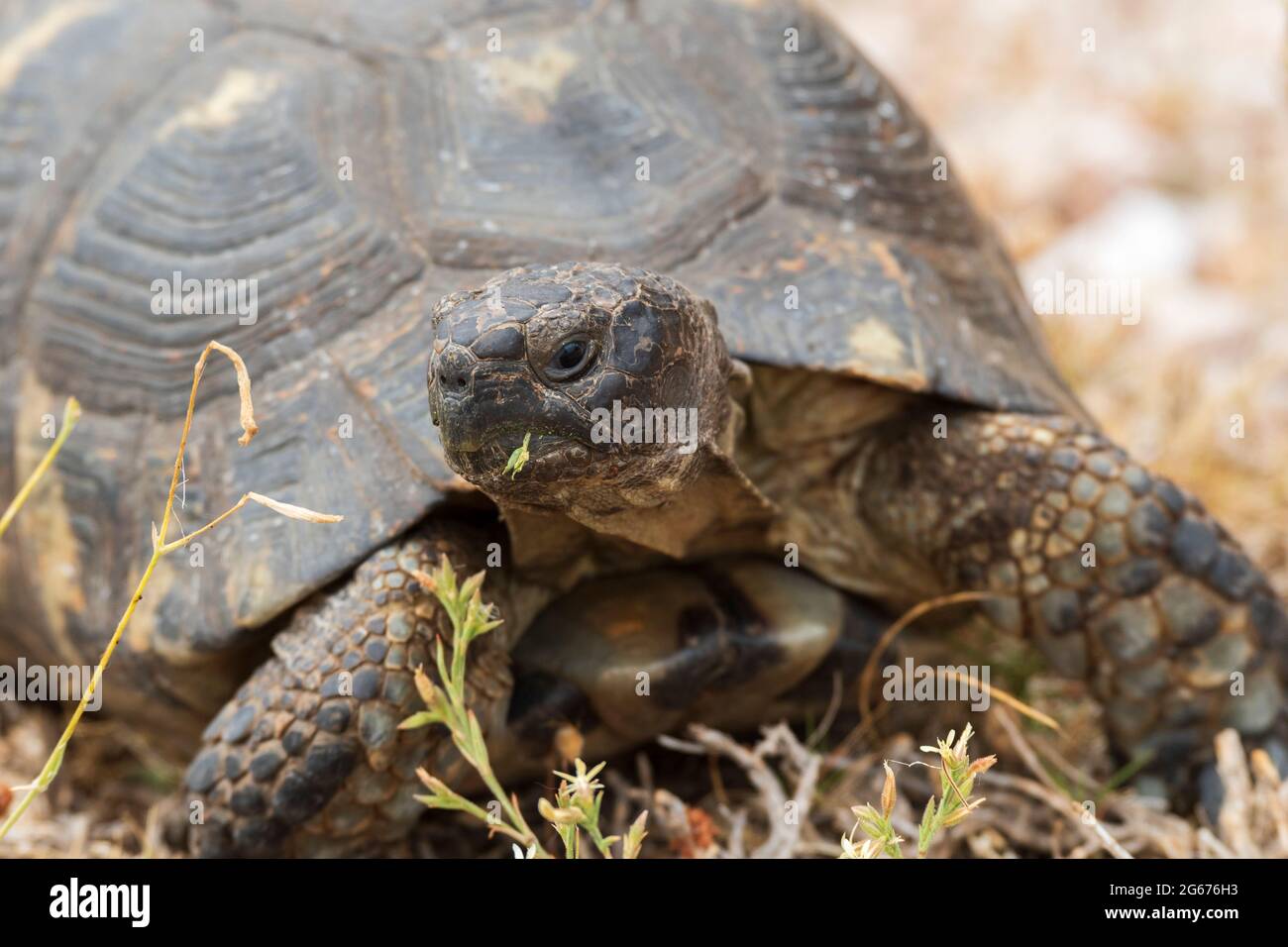 Small greek tortoise hi-res stock photography and images - Alamy