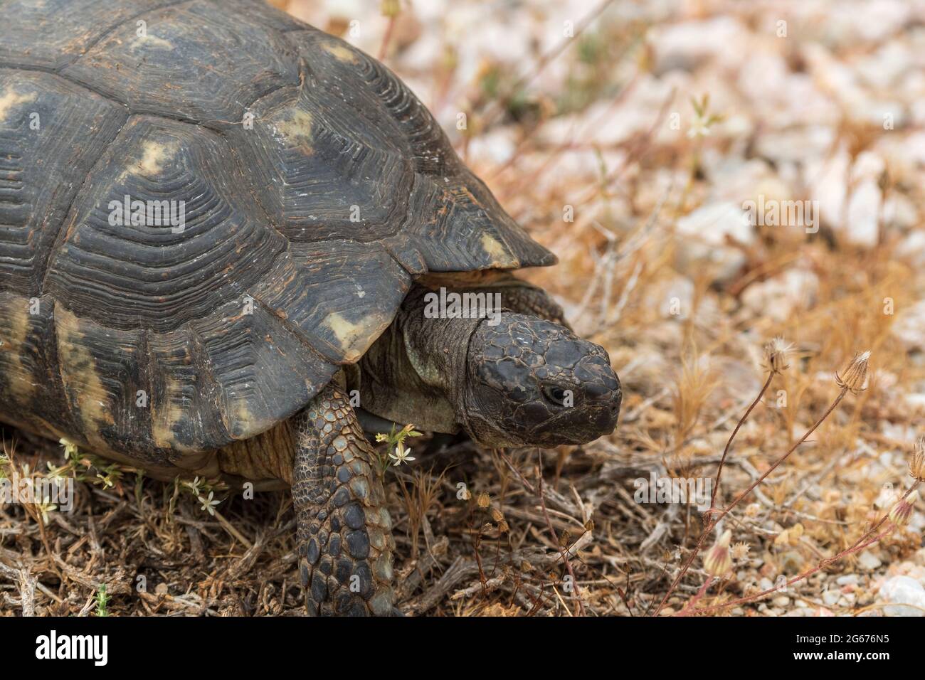 Greek tortoise on the heights of Keratea in Greece Stock Photo - Alamy