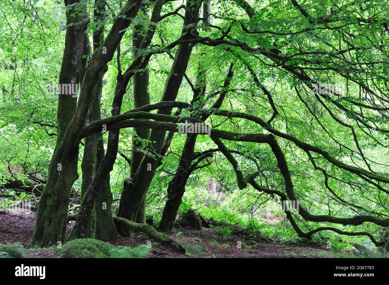 Broadwindsor hi-res stock photography and images - Alamy