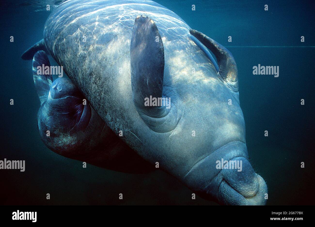 West Indian manatee rolling over onto its back, Crystal River, Florida ...