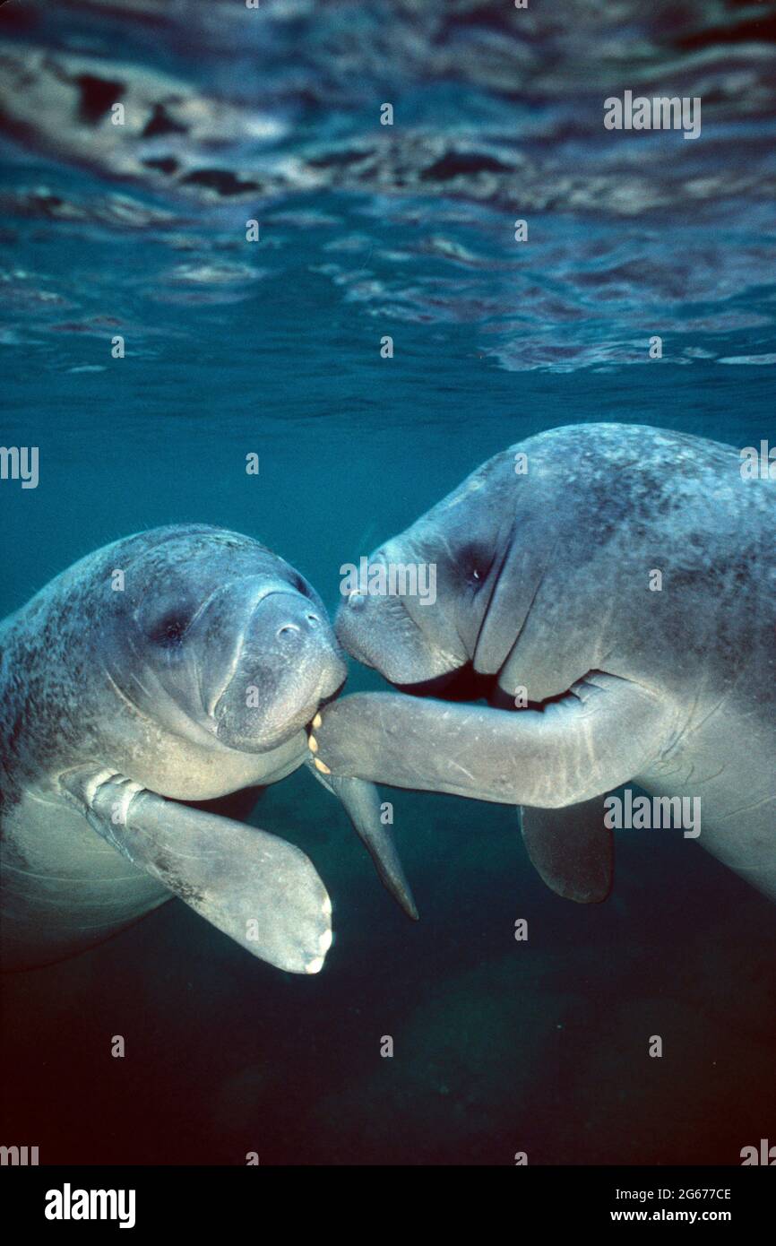 Crystal river manatees hi-res stock photography and images - Alamy