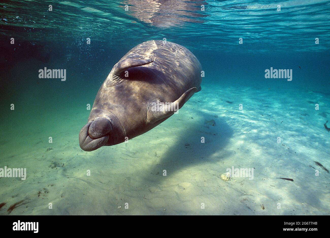 West Indian manatee rolling over onto its back, Crystal River, Florida ...