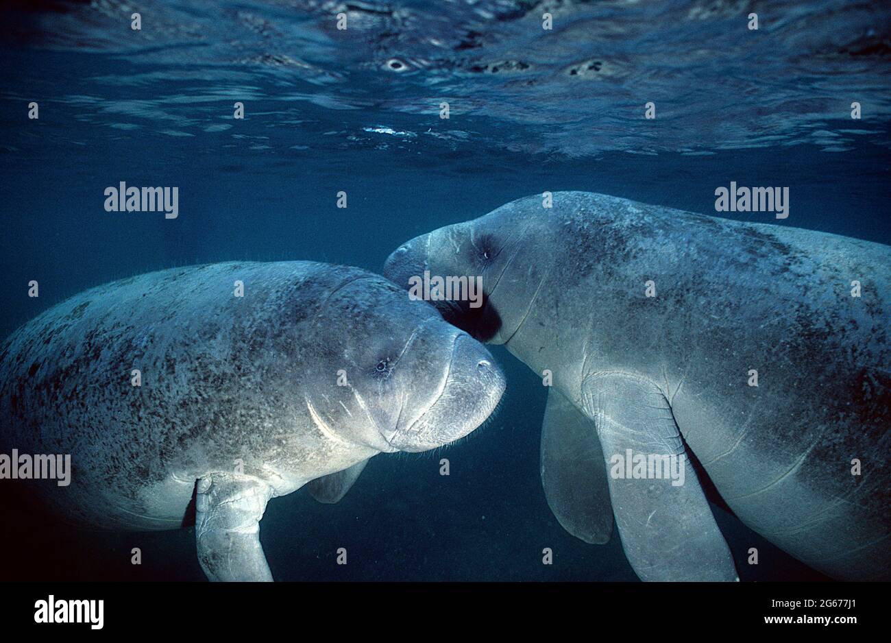 Two affectionate West Indian manatees, Crystal River, Florida Stock ...