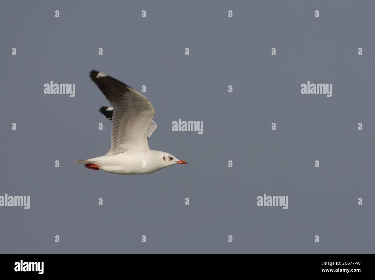 Brown-headed Gull (Larus brunnicephalus) winter plumage adult in flight ...