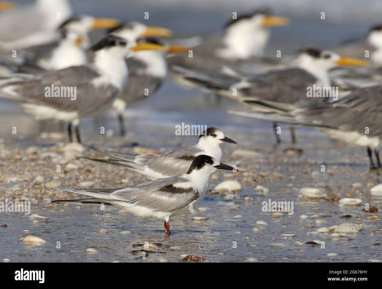 Common Tern (Sterna hirundo longipennis) two first winter birds at high ...