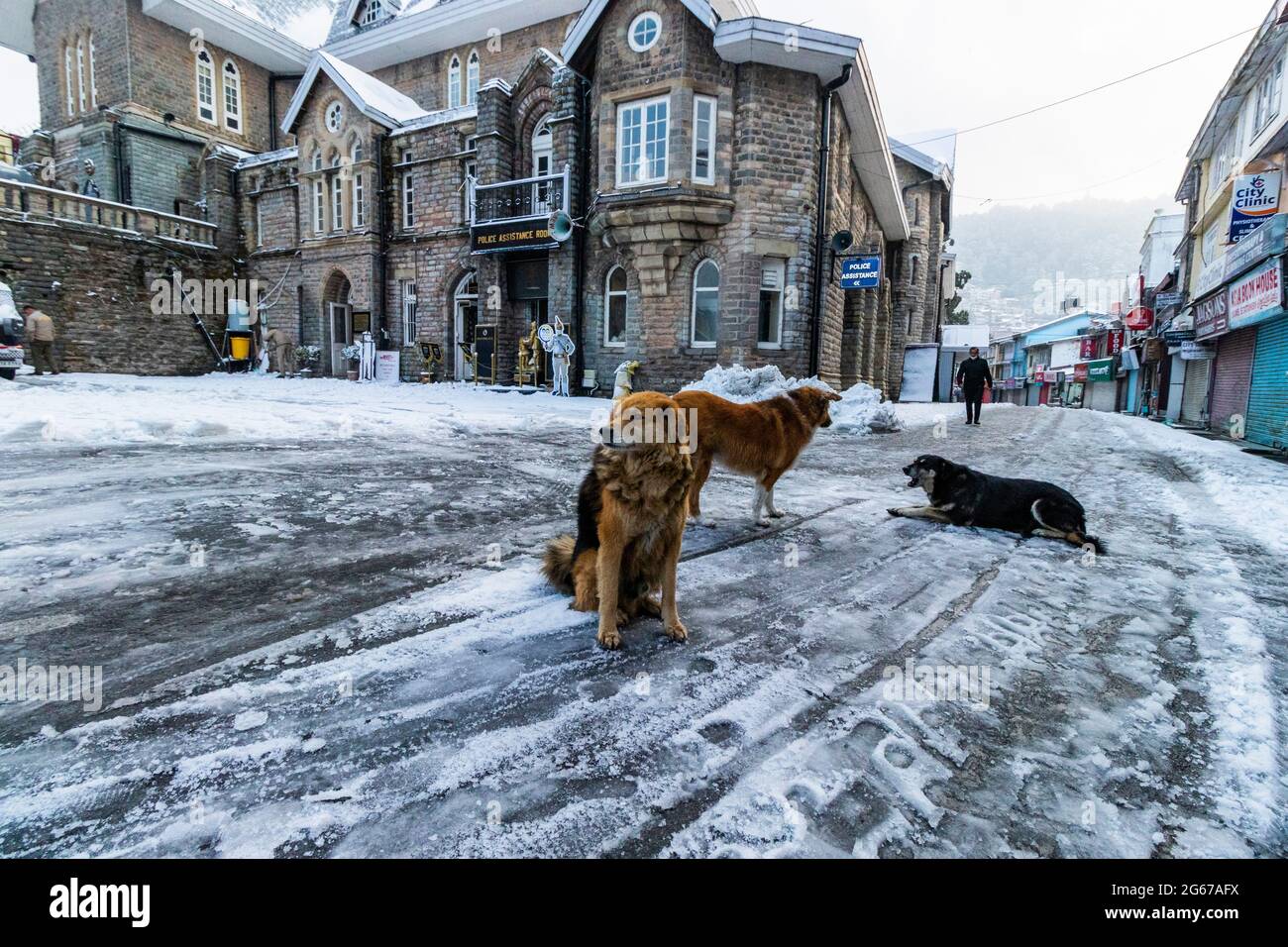 Latest views of Snowfall in Shimla Stock Photo - Alamy
