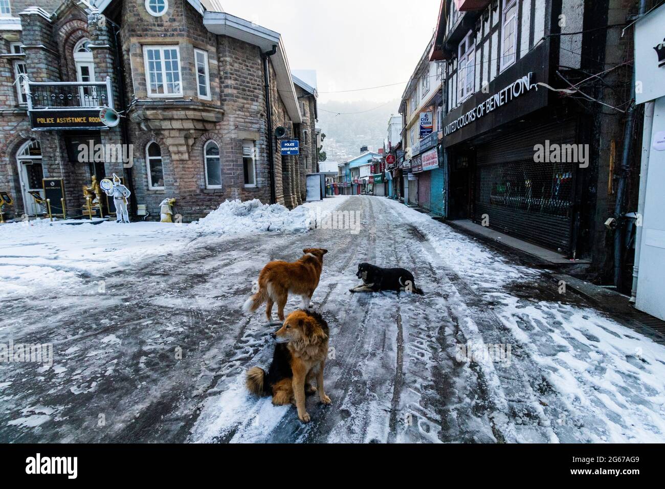 Latest views of Snowfall in Shimla Stock Photo - Alamy