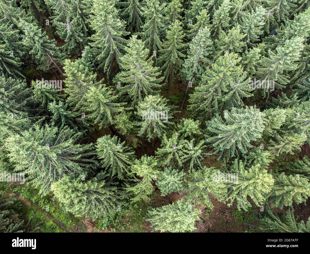 Conifers in summer hi-res stock photography and images - Alamy