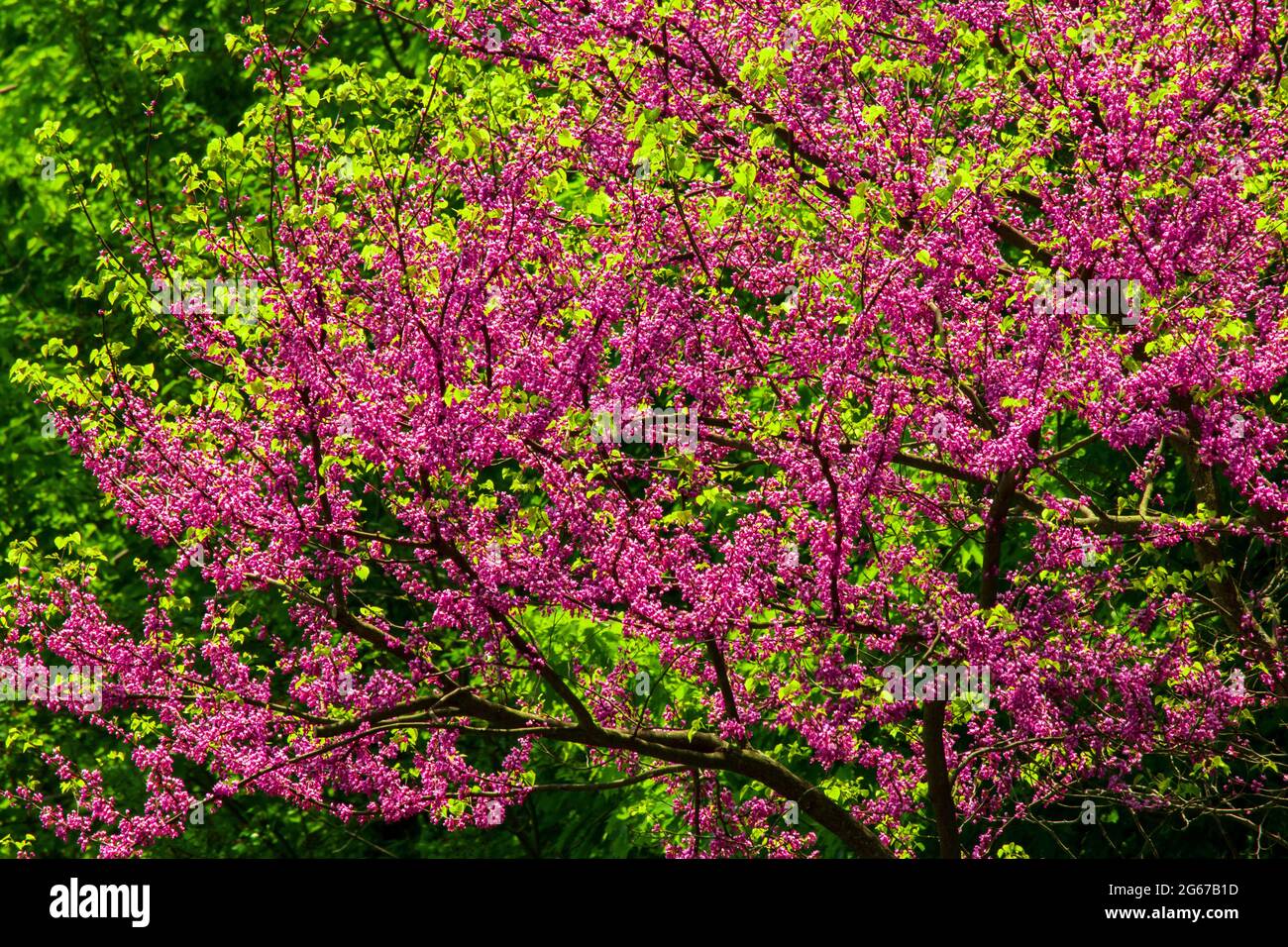 Eastern Redbud, Cercis canadensis, in bloom in Pennsylvania Stock Photo ...