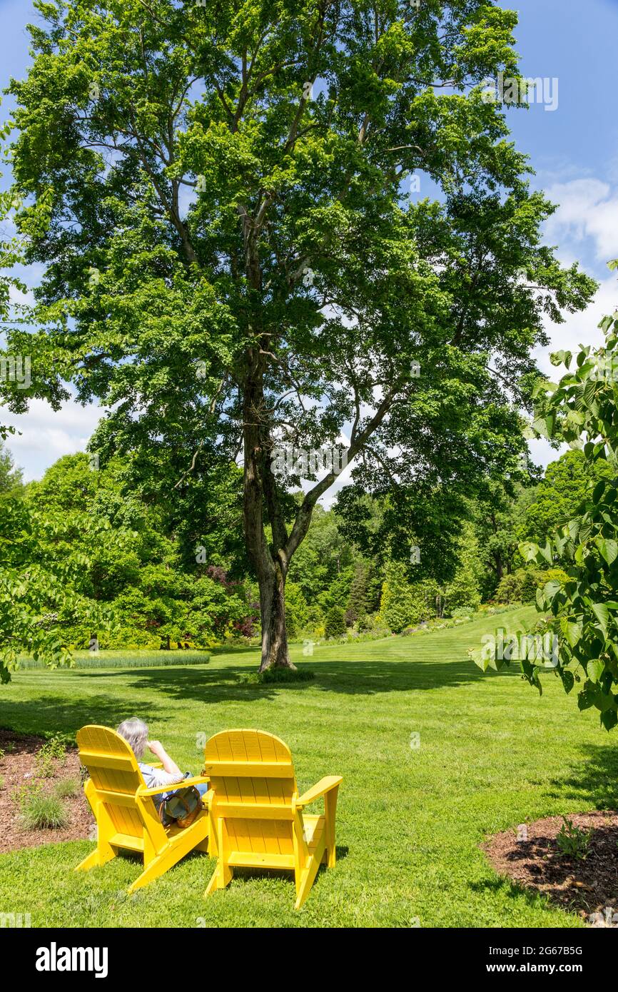 Chanticleer Tree High Resolution Stock Photography and Images - Alamy