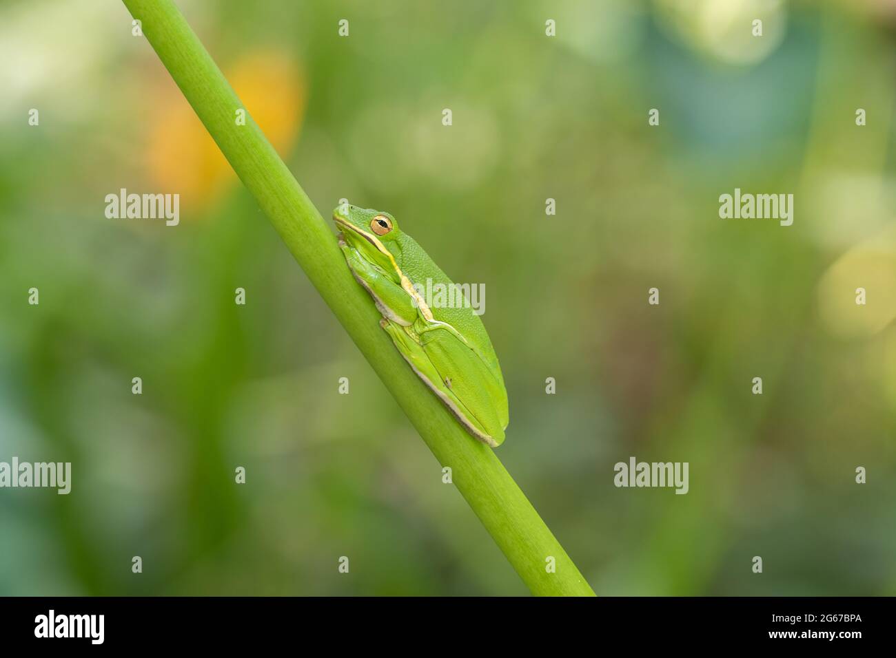 A green tree frog blending with the greenery in Houston, Texas Stock ...