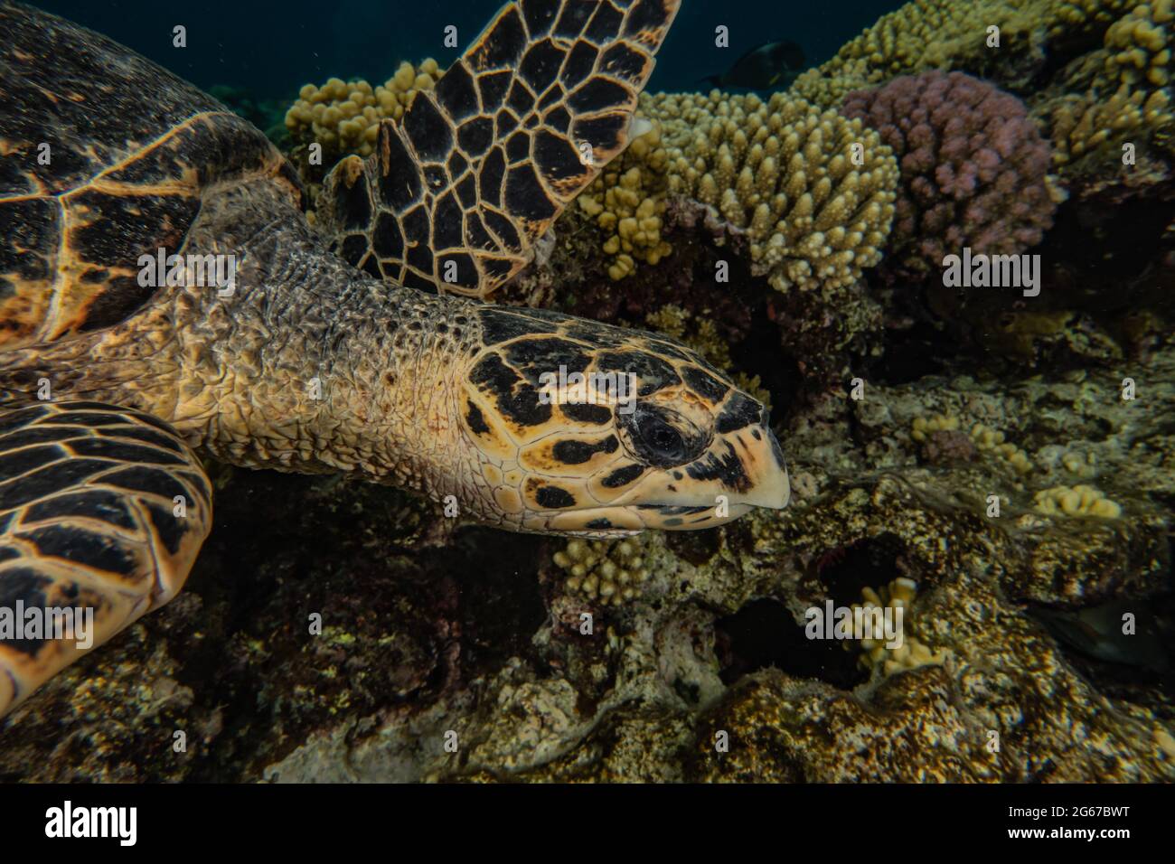 Hawksbill sea turtle in the Red Sea, Dahab, blue lagoon Sinai Stock ...