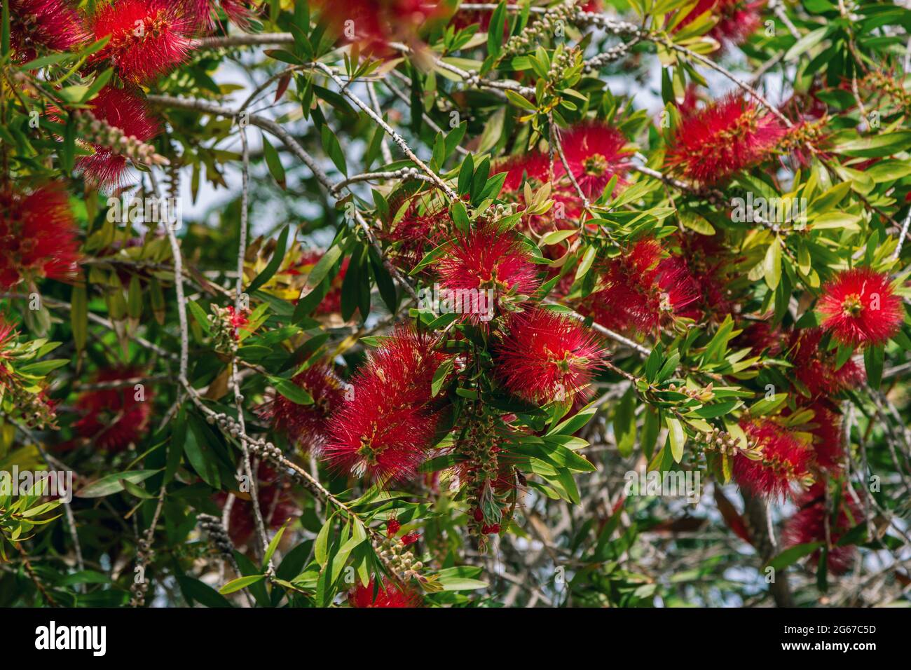 Bottlebrush bush hi-res stock photography and images - Alamy