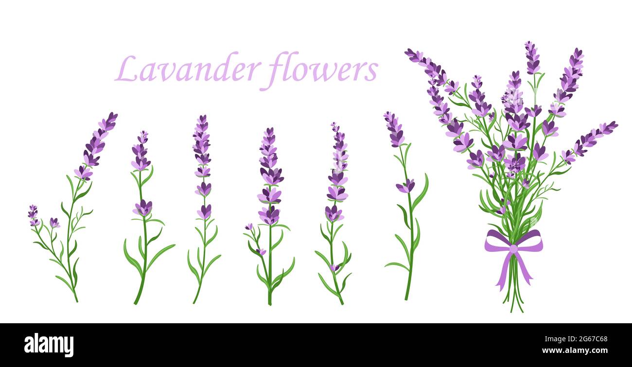 Lavendar flower Stock Vector Images - Alamy