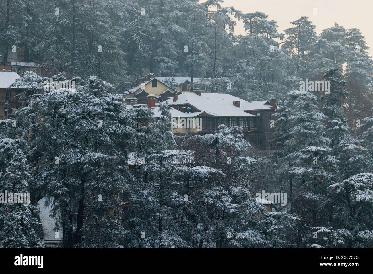 Latest views of Snowfall in Shimla Stock Photo - Alamy