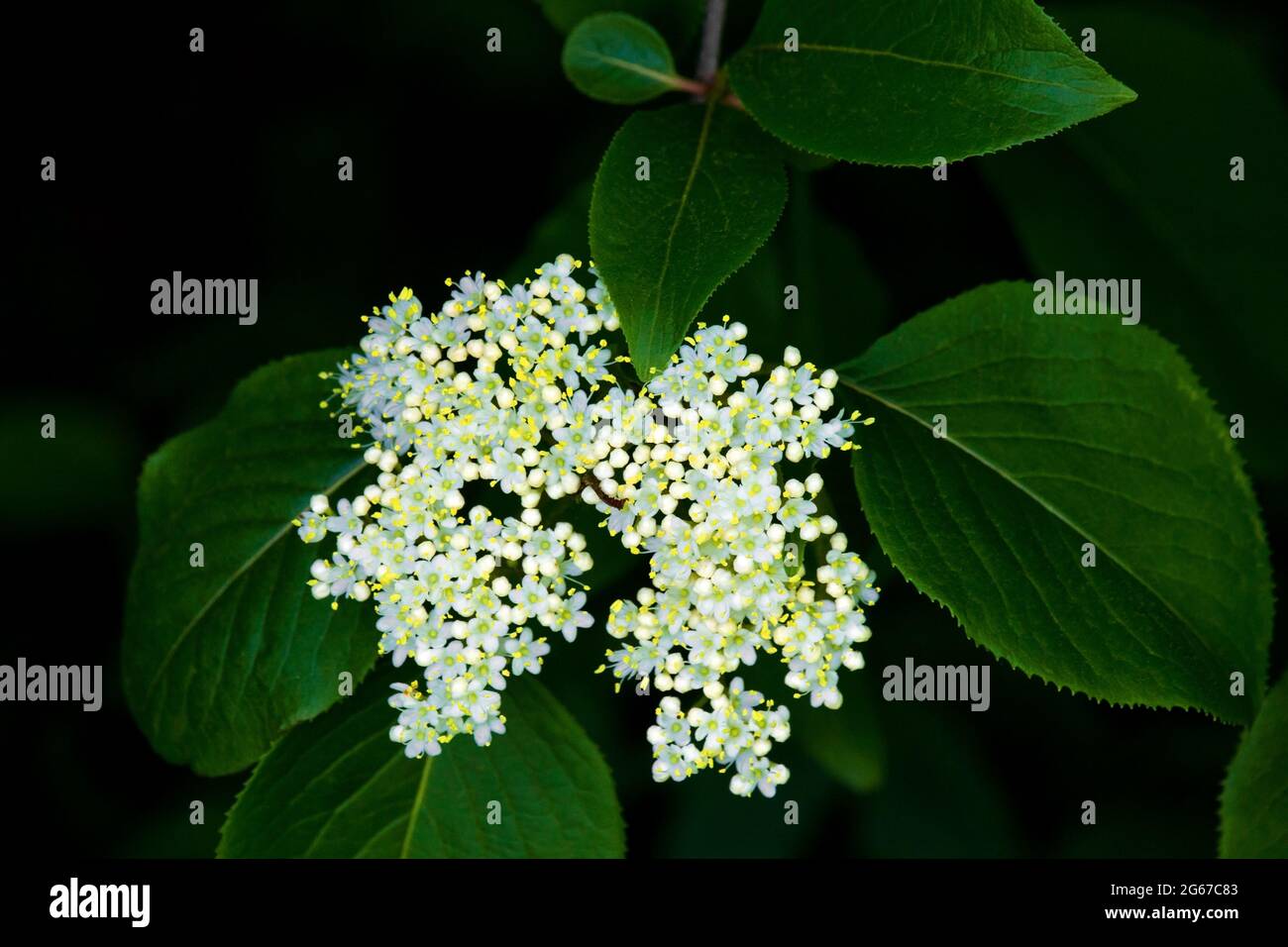 Nannyberry, Viburnum lentago, in bloom on the forest edge in ...