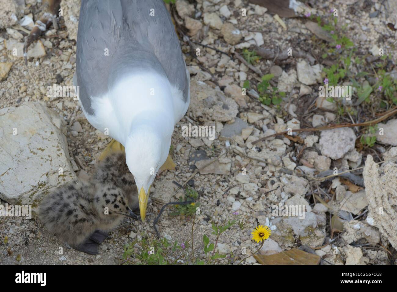 Two baby gulls stimulate their mother to vomit food Stock Photo - Alamy