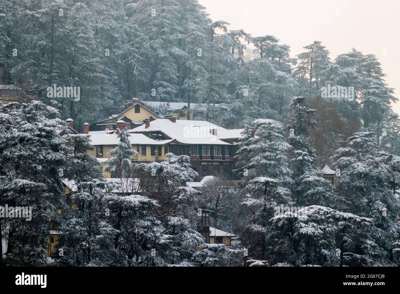 Latest views of Snowfall in Shimla Stock Photo - Alamy