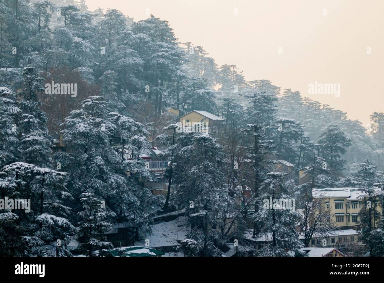 Latest views of Snowfall in Shimla Stock Photo - Alamy
