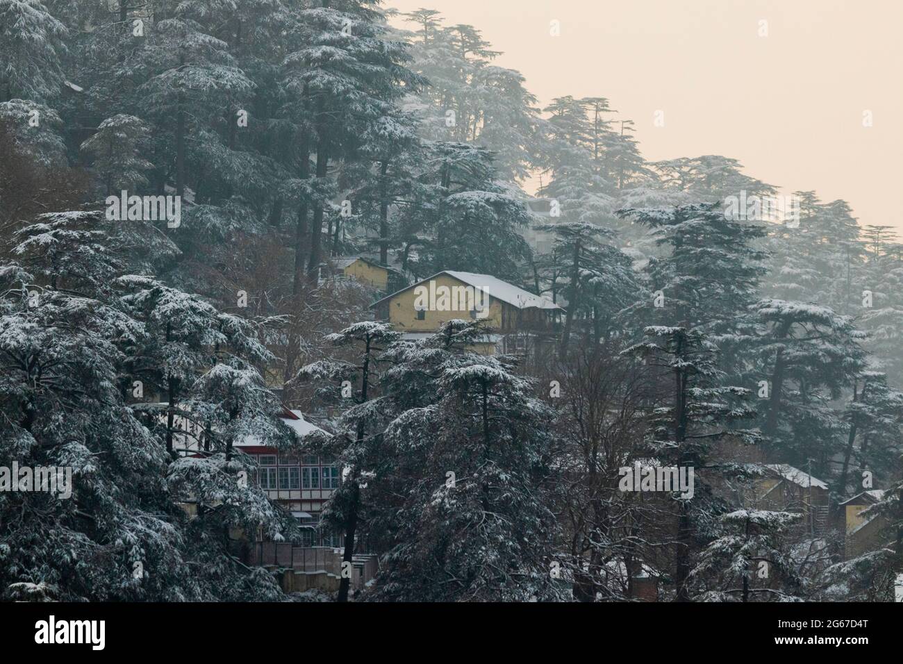 Latest views of Snowfall in Shimla Stock Photo - Alamy