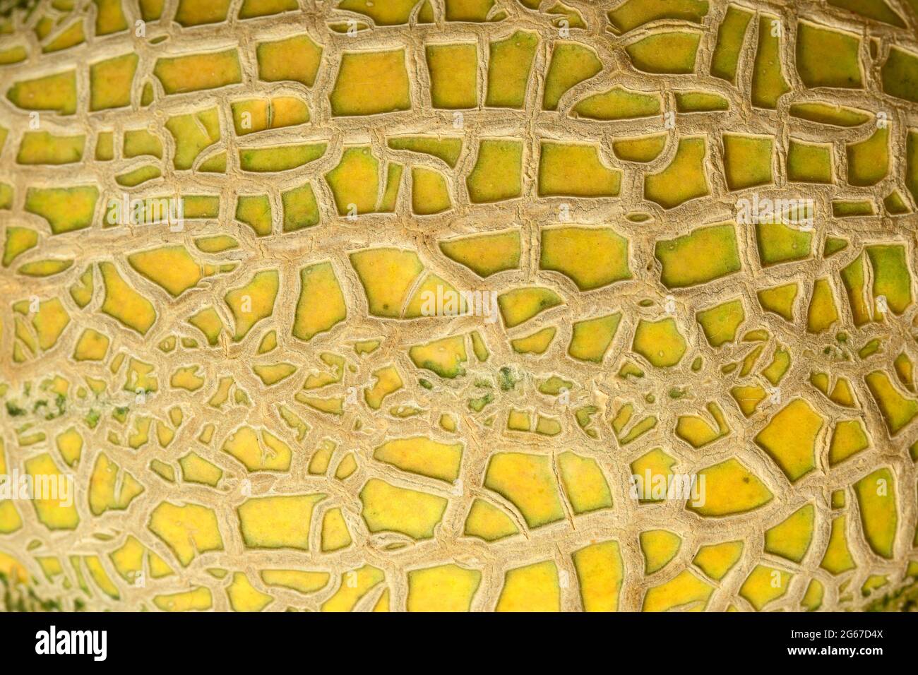 Melon skin texture close up. Summer background Stock Photo - Alamy