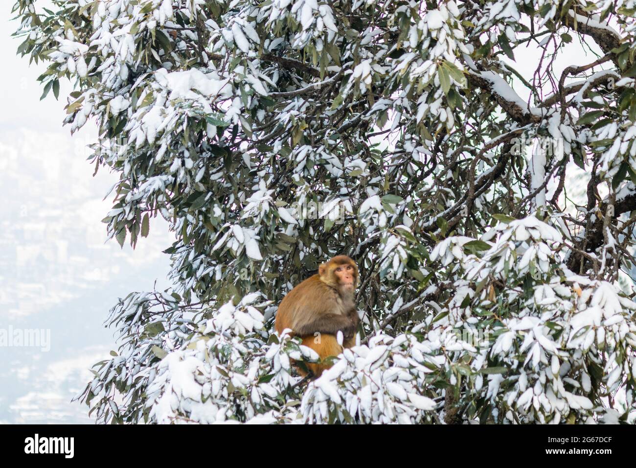 Latest views of Snowfall in Shimla Stock Photo - Alamy