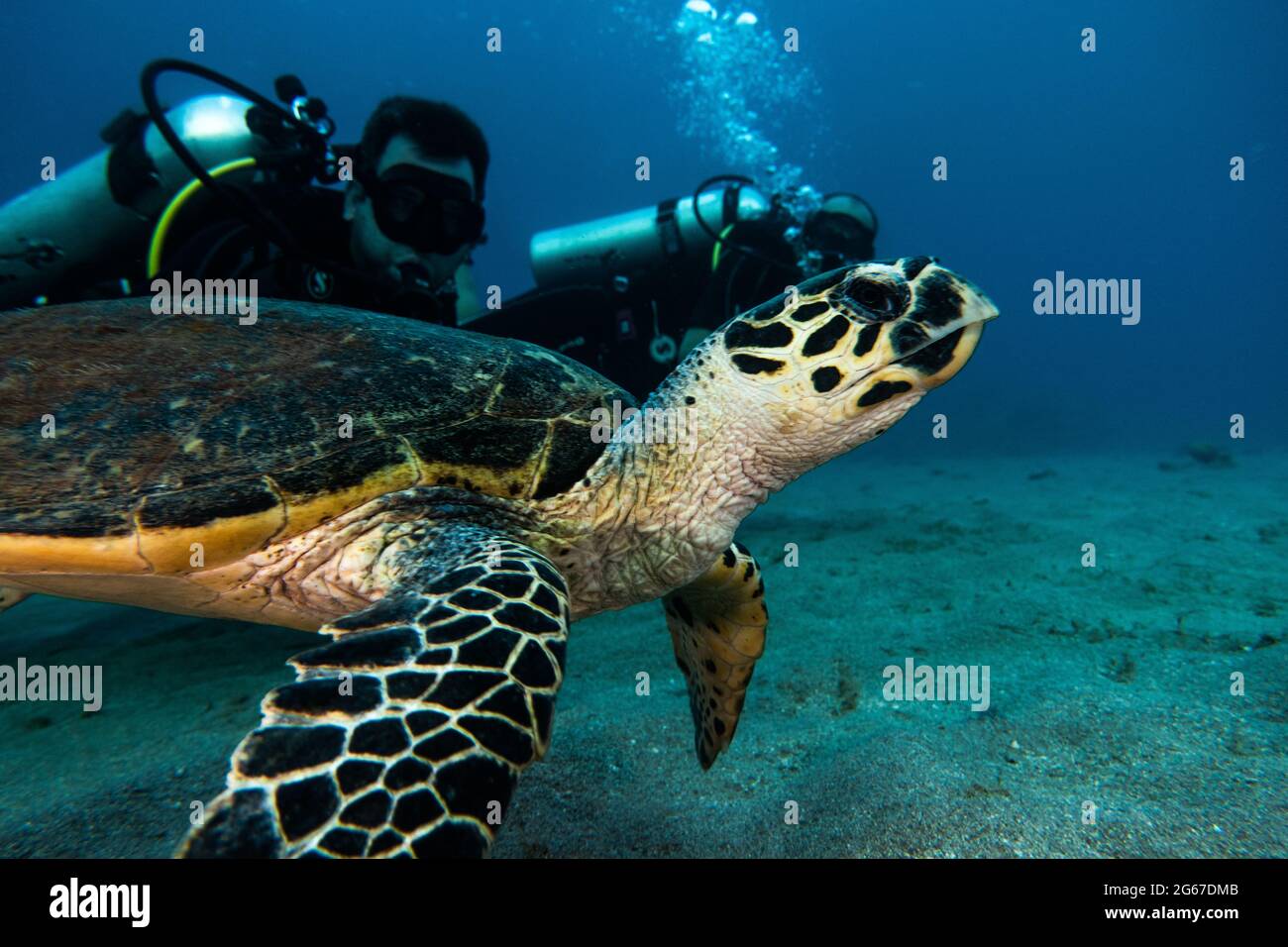 Hawksbill sea turtle in the Red Sea, Dahab, blue lagoon Sinai Stock ...