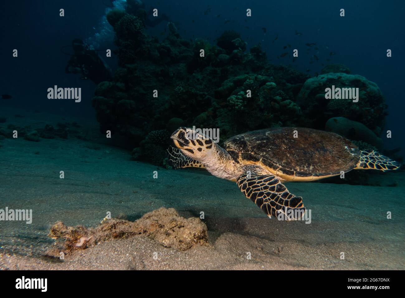 Hawksbill sea turtle in the Red Sea, Dahab, blue lagoon Sinai Stock ...