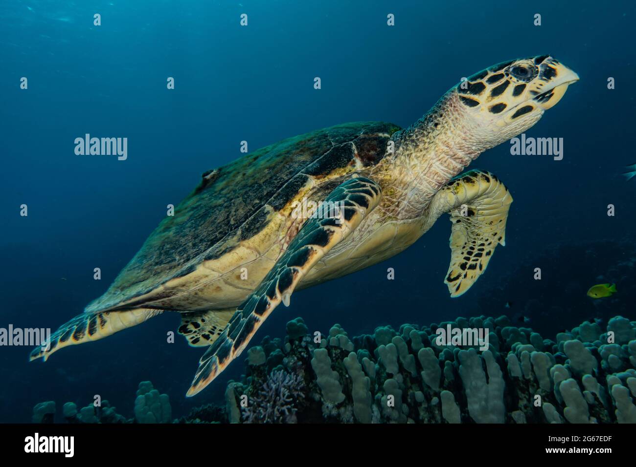 Hawksbill sea turtle in the Red Sea, Dahab, blue lagoon Sinai Stock ...
