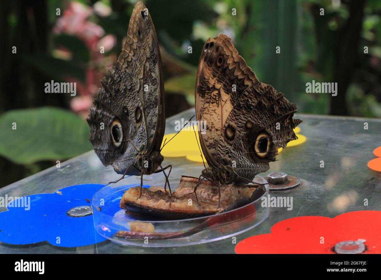 Botanical garden butterfly hi-res stock photography and images - Alamy
