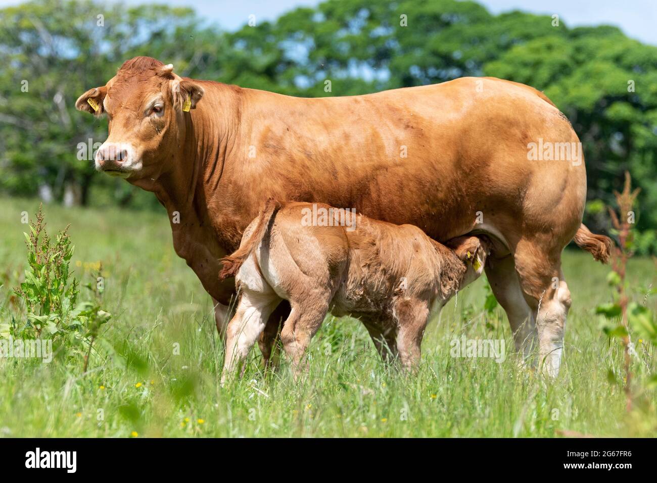 Pedigree Limousin beef cow with her calf suckling milk from her. Forest ...