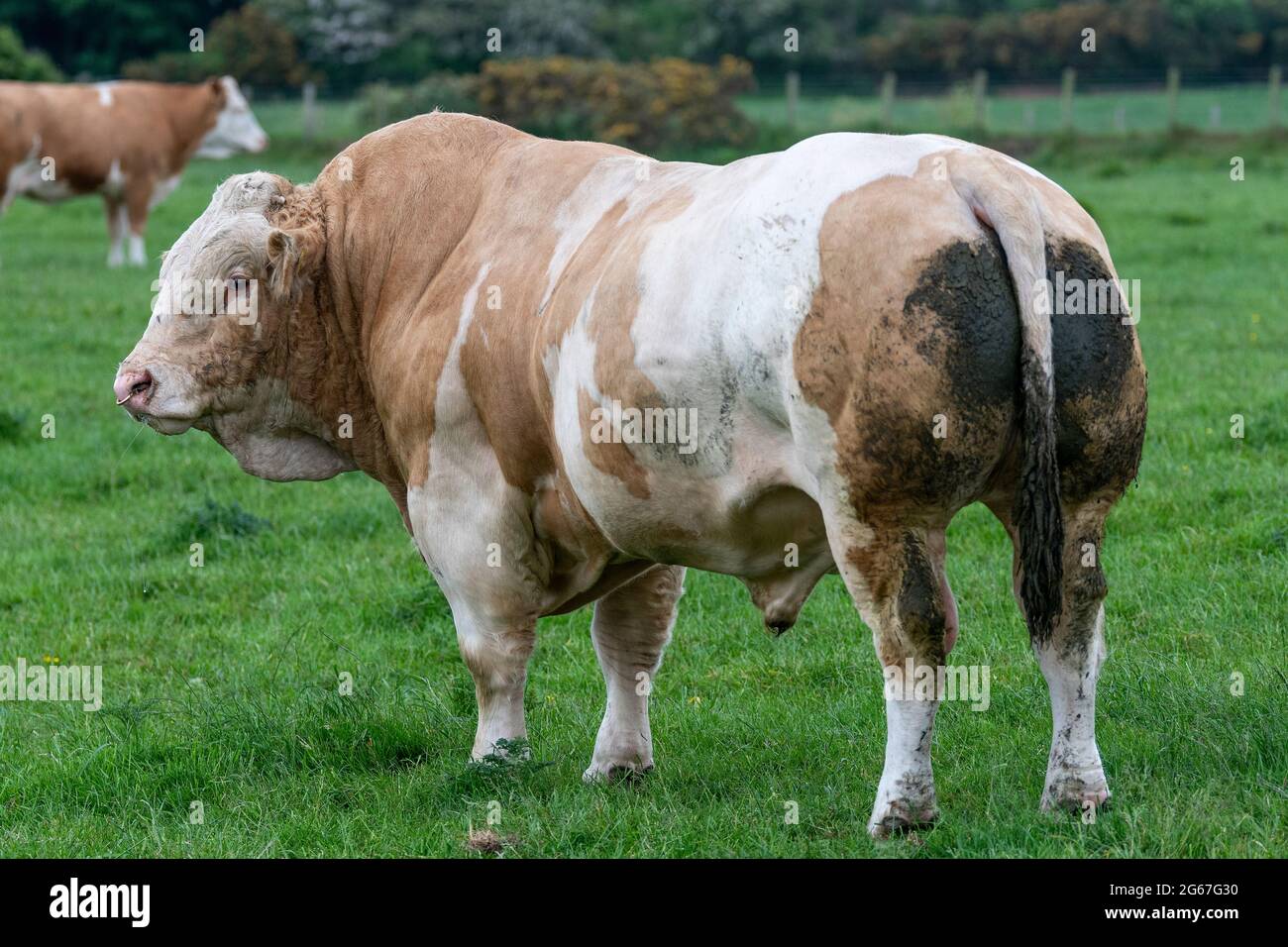Powerful pedigree Simmental beef bull in pasture, Annan, Scotland, UK ...